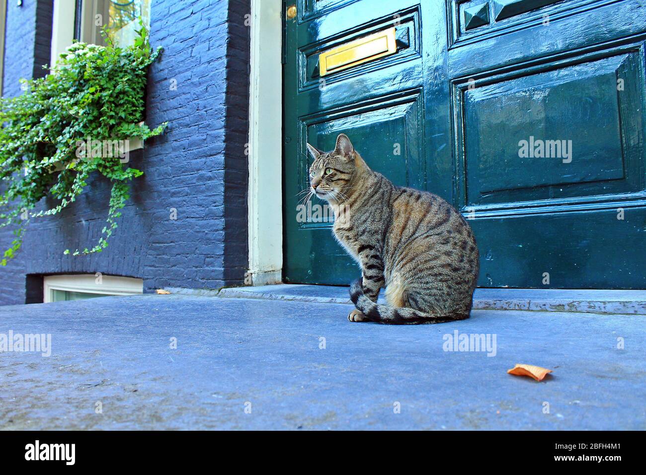 Tiger is sitting watching hi-res stock photography and images - Alamy