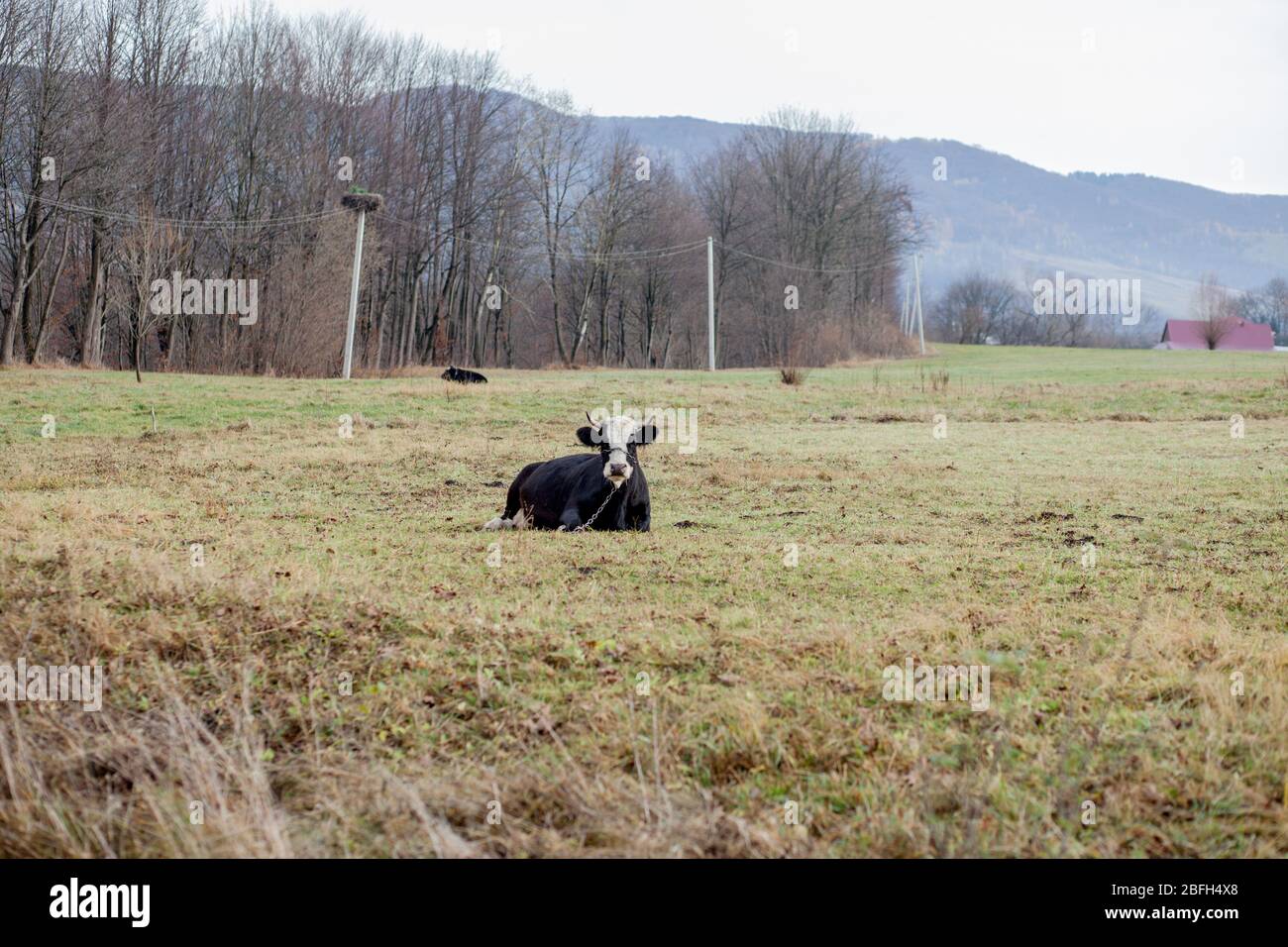 Holstein Cow Lying Down High Resolution Stock Photography and Images ...