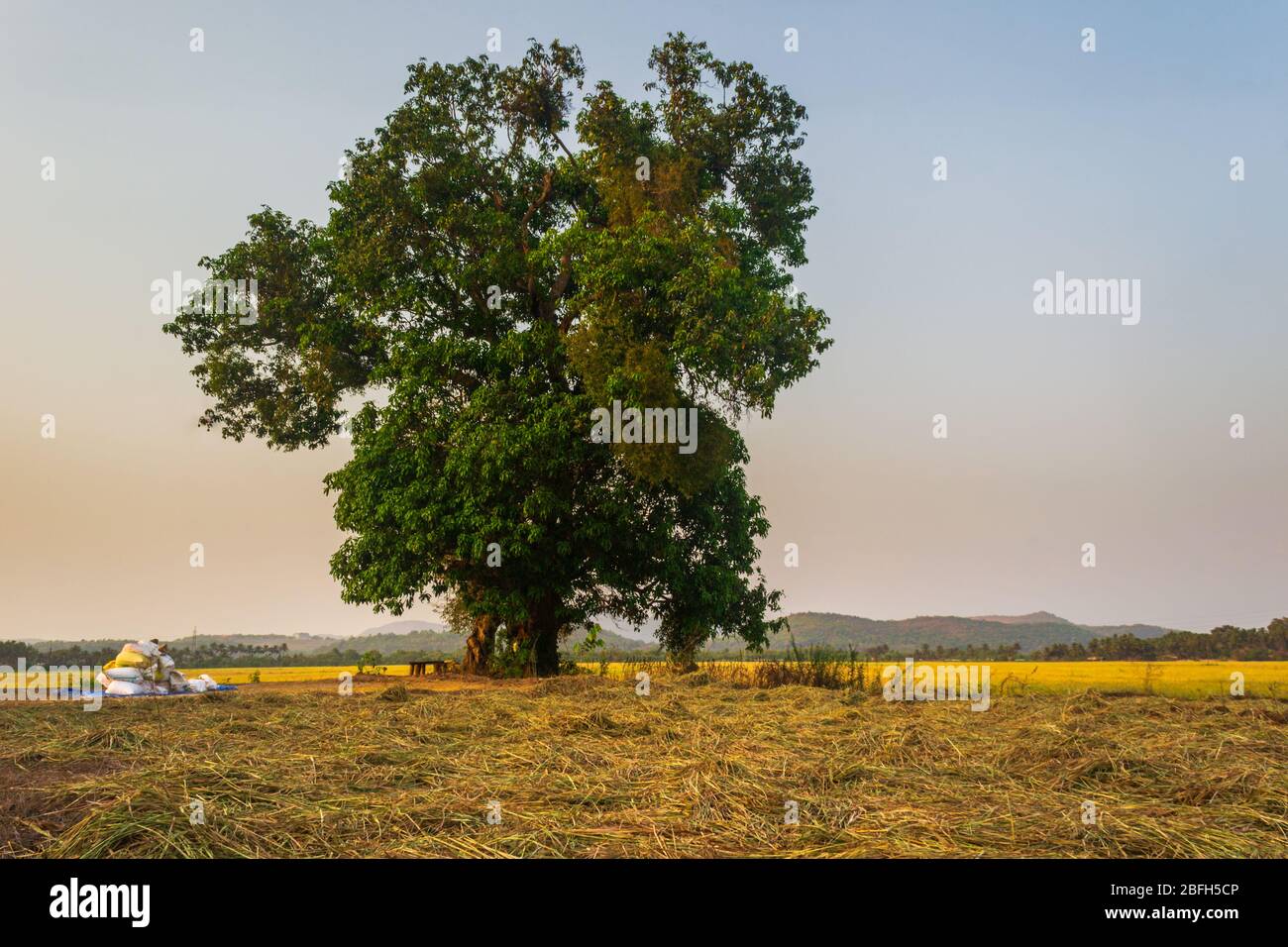 Lone/Single isolated tree countryside Landscape, Landscape depicting ...