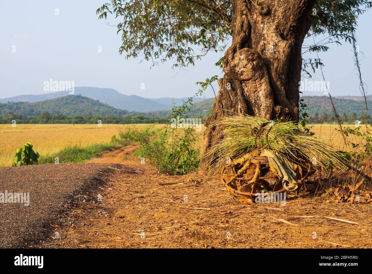 Indian Agricultural Scenery High Resolution Stock Photography and ...