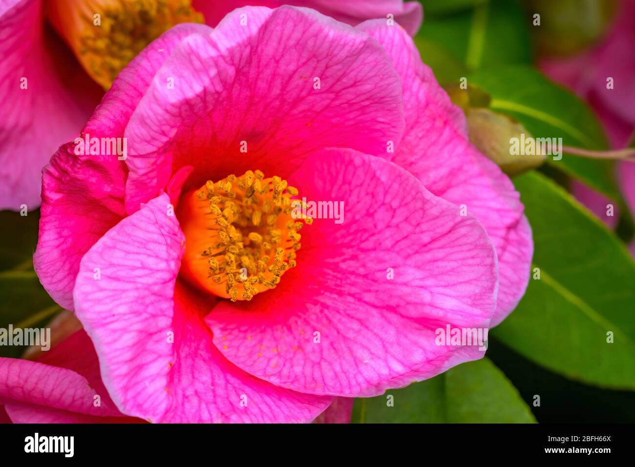 Camellia reticulata hi-res stock photography and images - Alamy