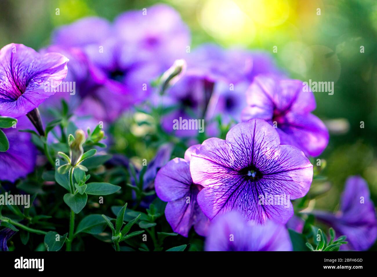 Petunias Plant Names
