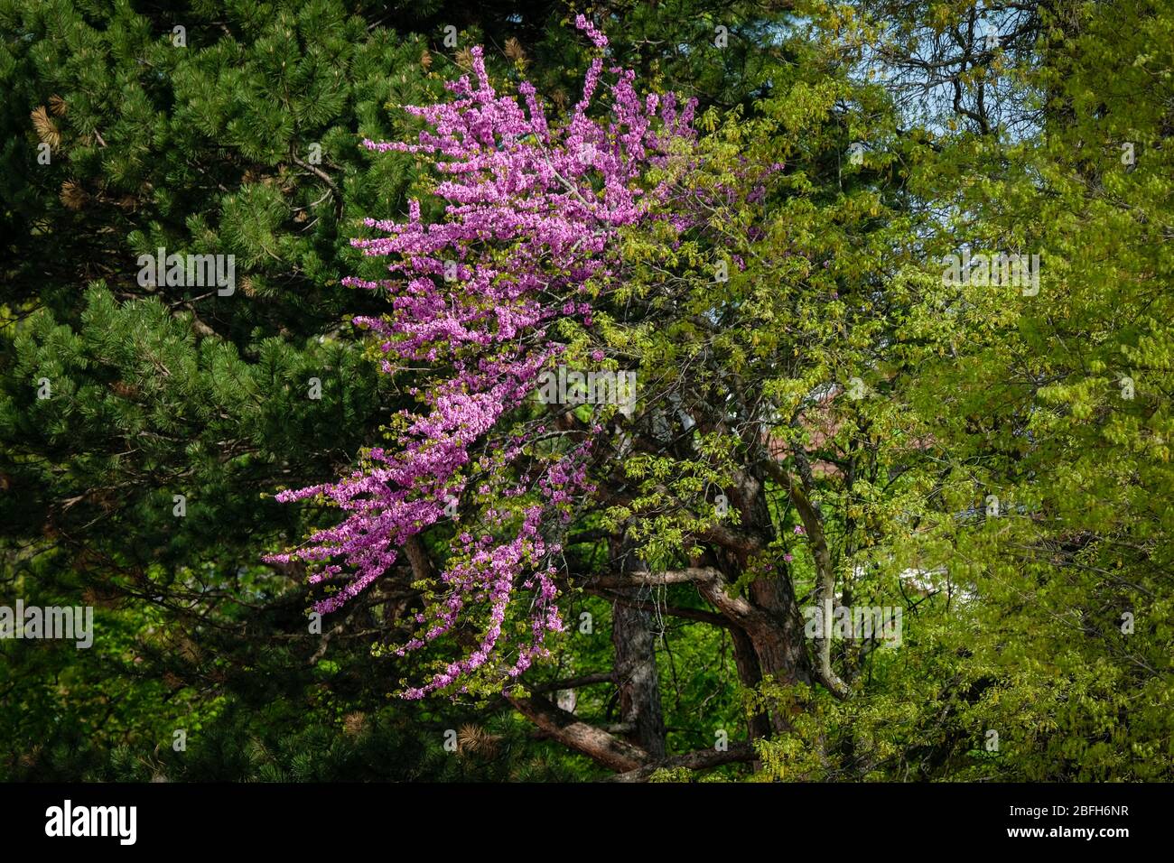 Arbre de judee hi-res stock photography and images - Alamy