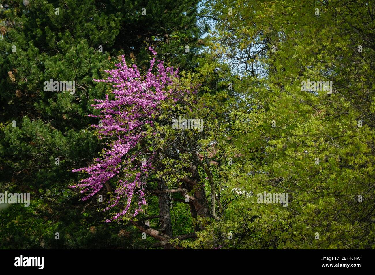 Judah Tree High Resolution Stock Photography and Images - Alamy