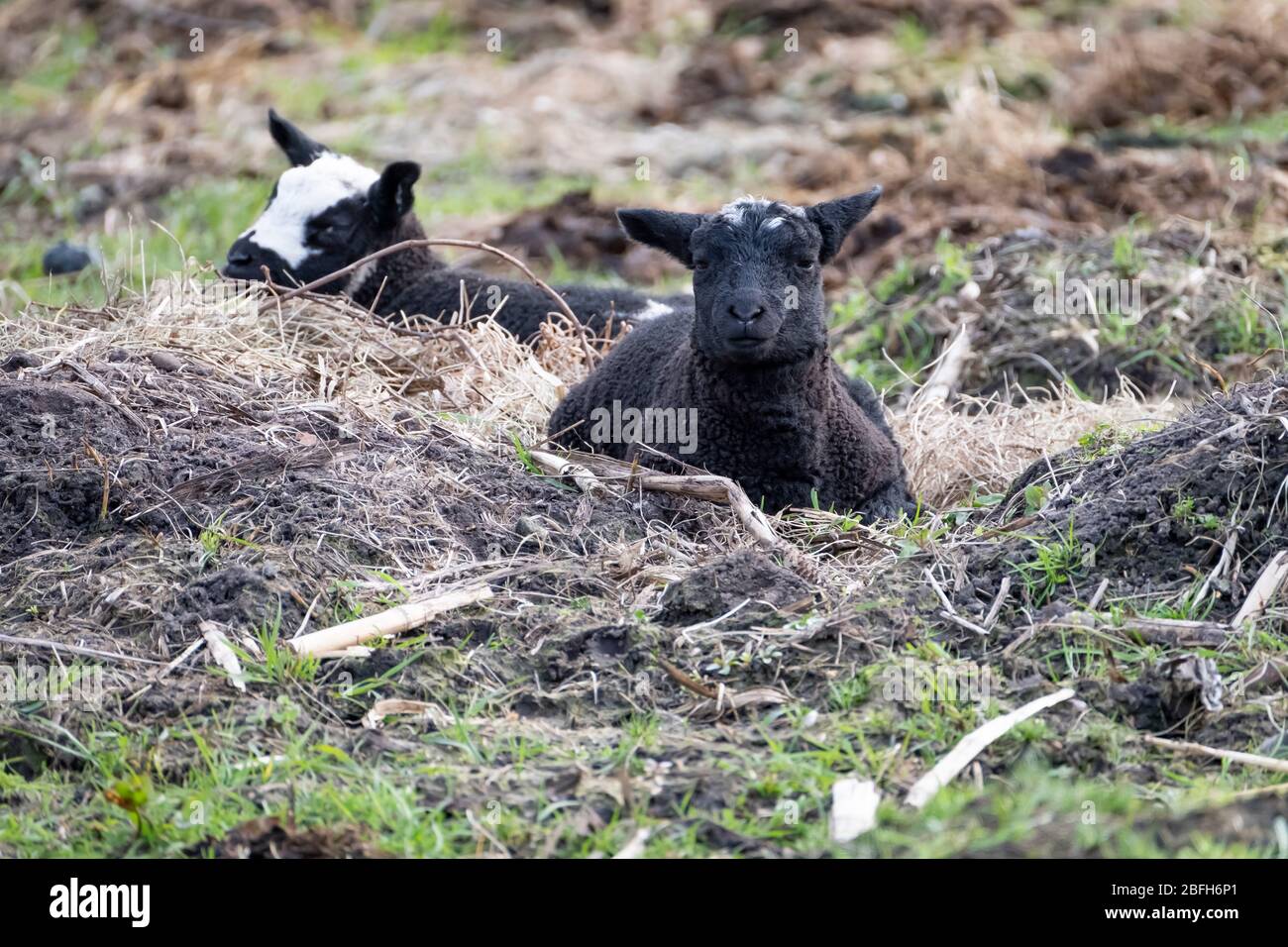 Young black sheep, lamb lies in the sand, in the background a black ...