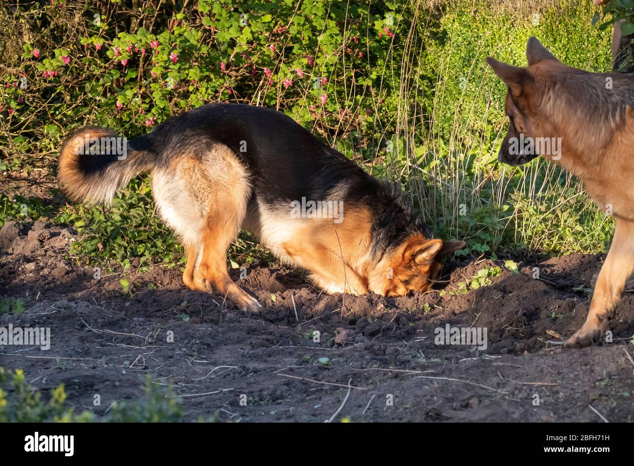 Old Images Of Dog Digging