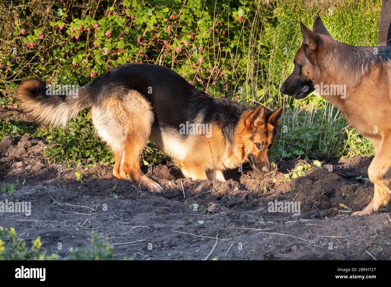 Dog Digging Hole Stock Photos & Dog Digging Hole Stock Images - Alamy