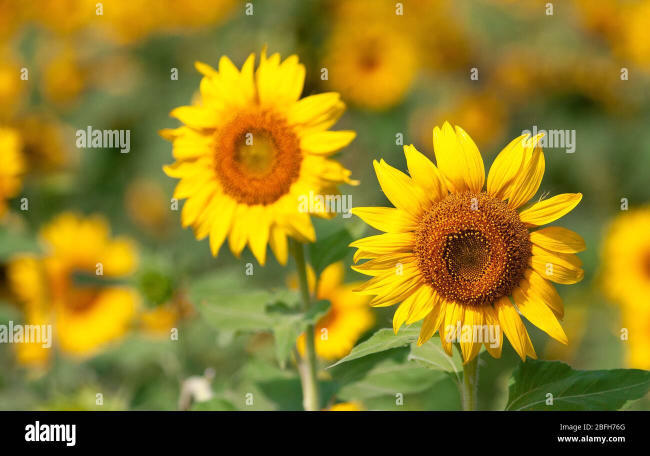 Sunflower species from Thailand that the farmers are planting to get ...
