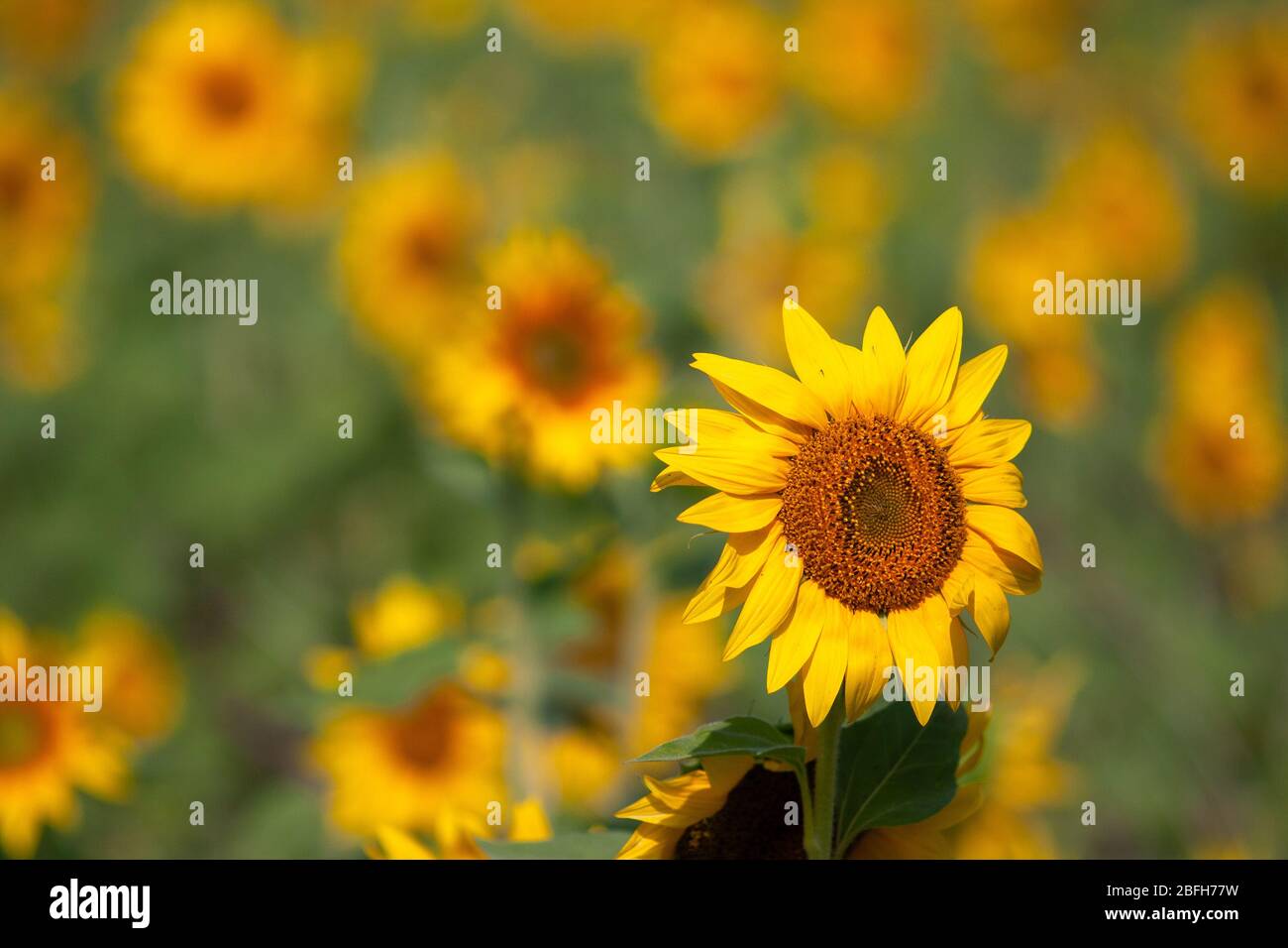 Sunflower species from Thailand that the farmers are planting to get ...