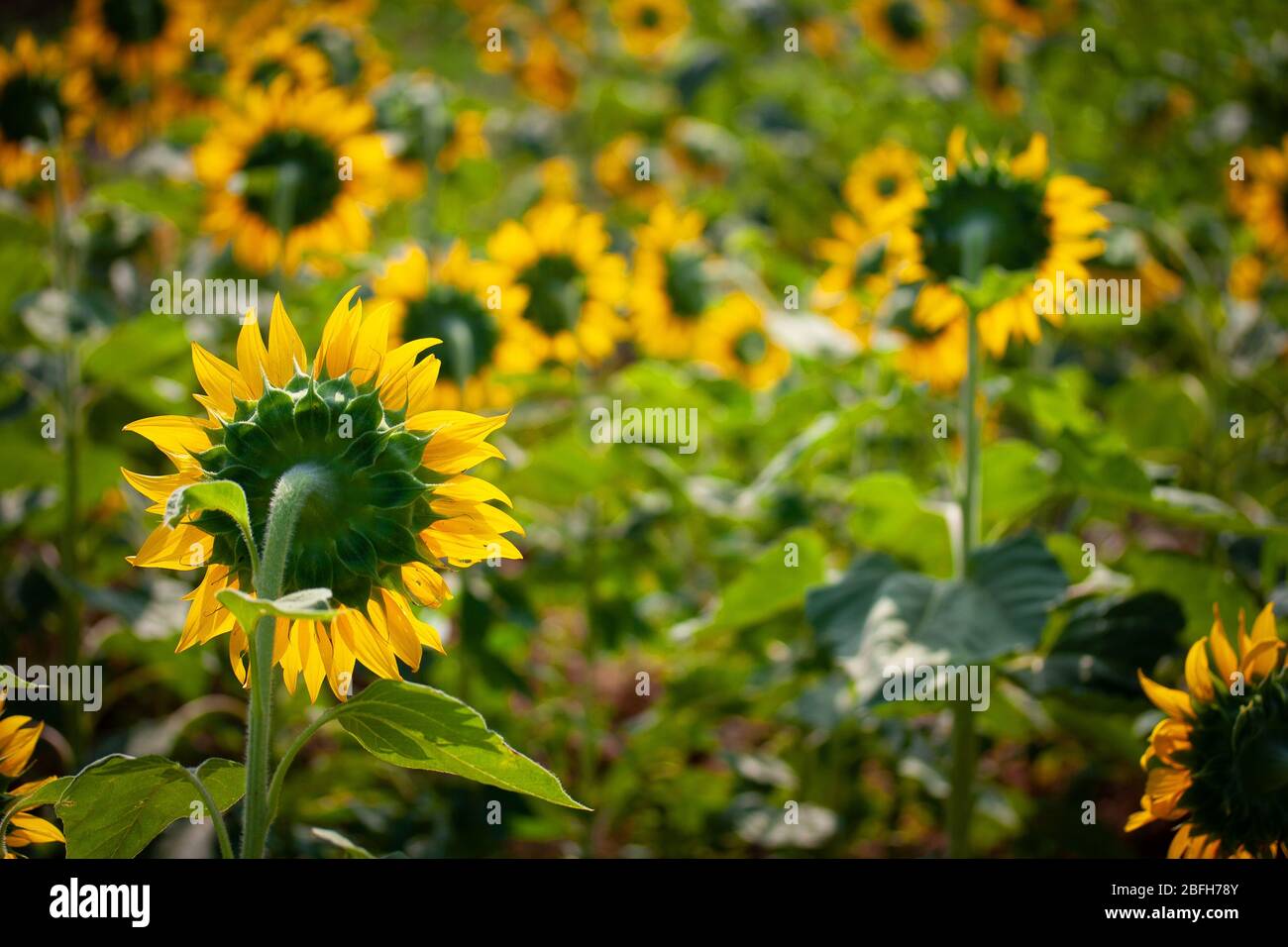 Sunflower species from Thailand that the farmers are planting to get ...