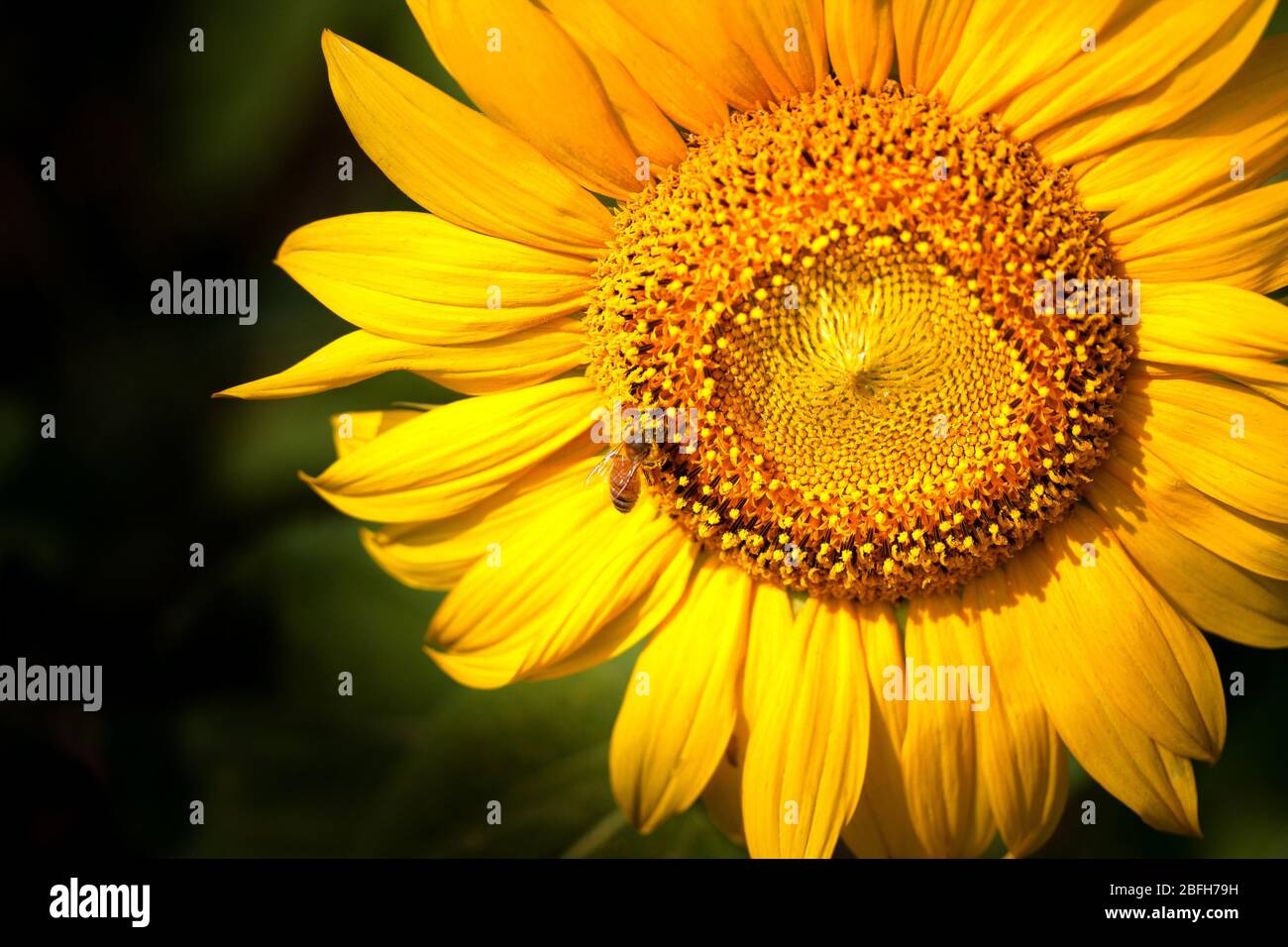 Sunflower species from Thailand that the farmers are planting to get ...