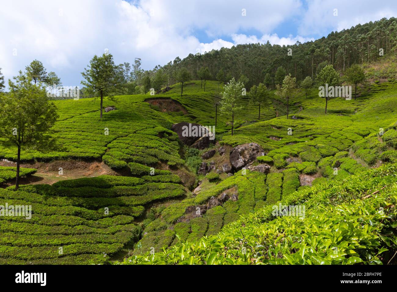 Tea plantation landscape in hi-res stock photography and images - Alamy