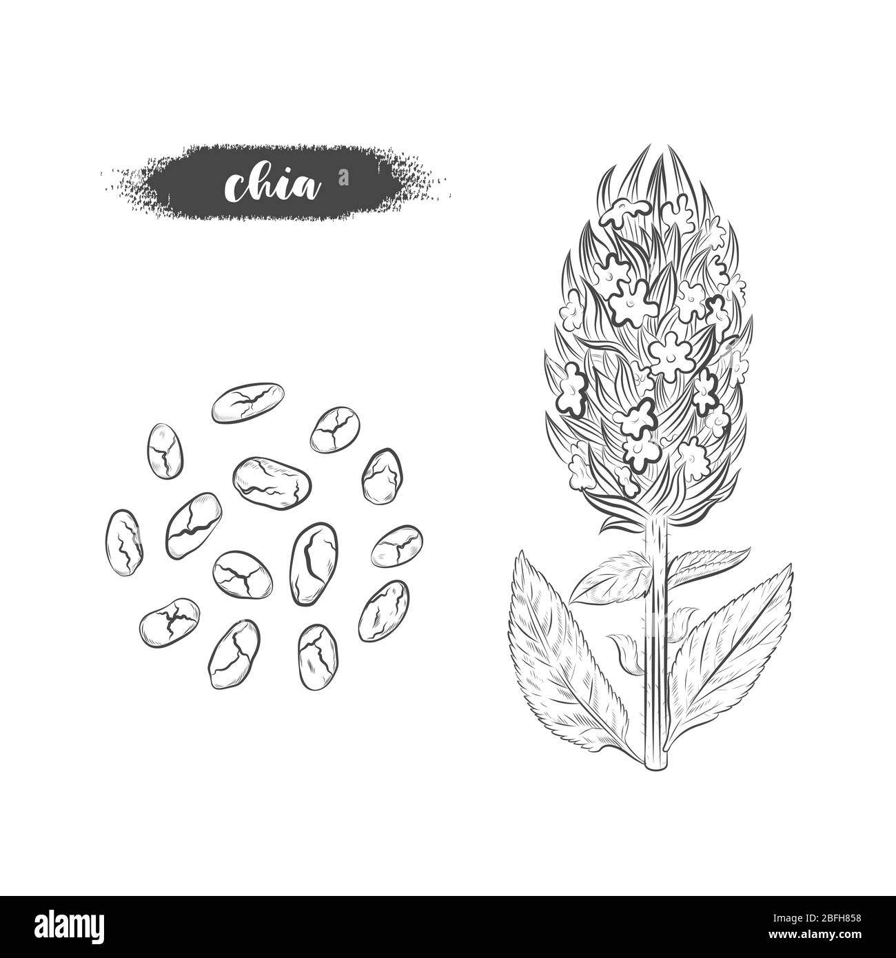 Blooming chia plant isolated on white background Stock Vector Image ...