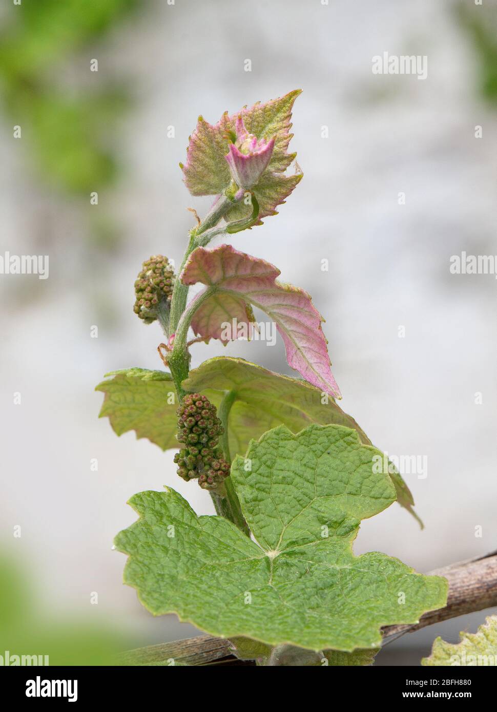 Vine sprouts in spring Stock Photo - Alamy