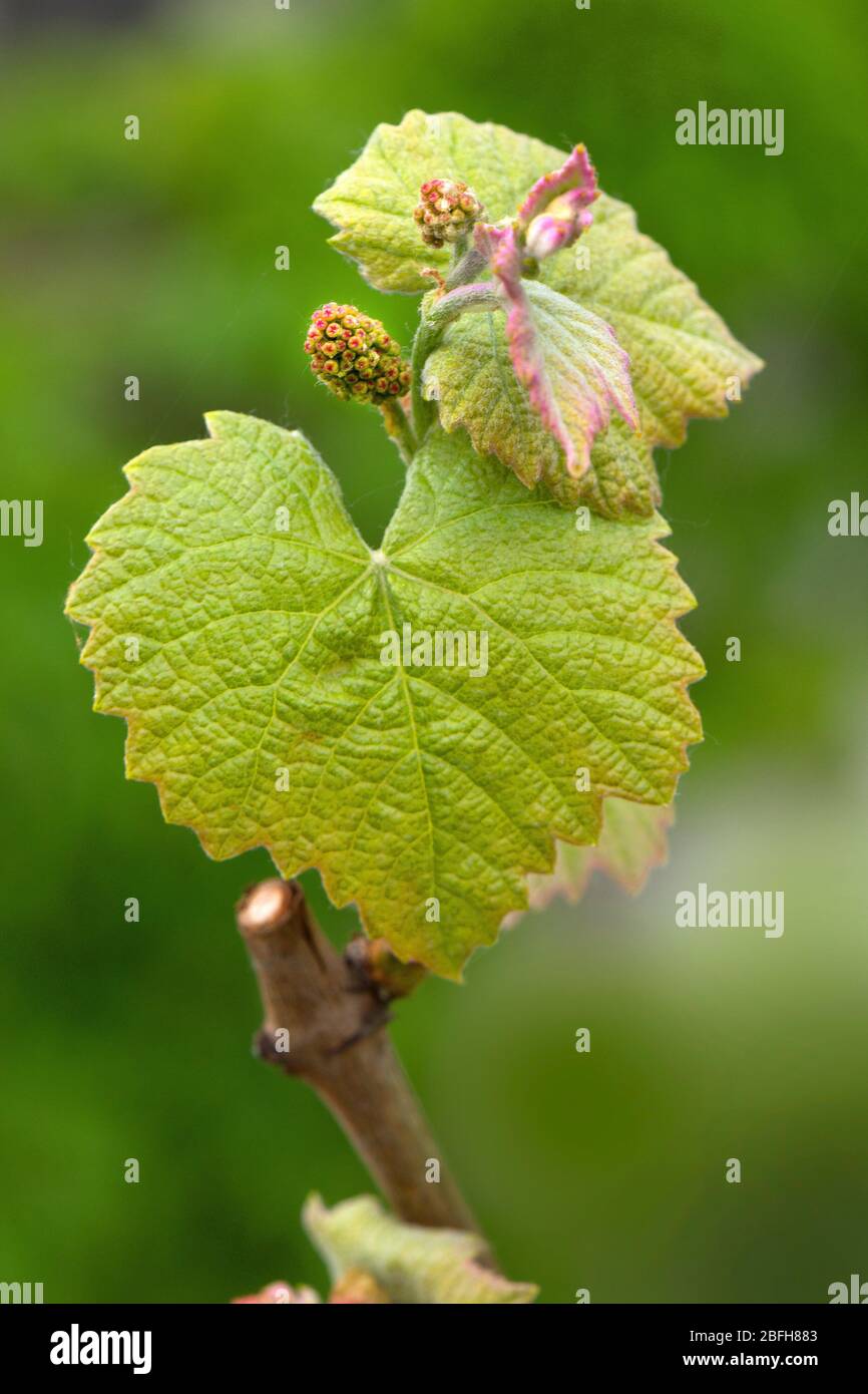 Vine sprouts in spring Stock Photo - Alamy