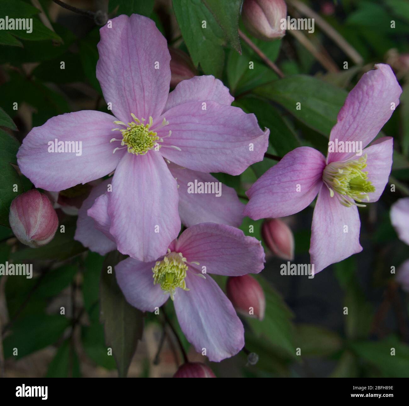 Beautiful pink clematis flowers and foliage in spring Stock Photo - Alamy