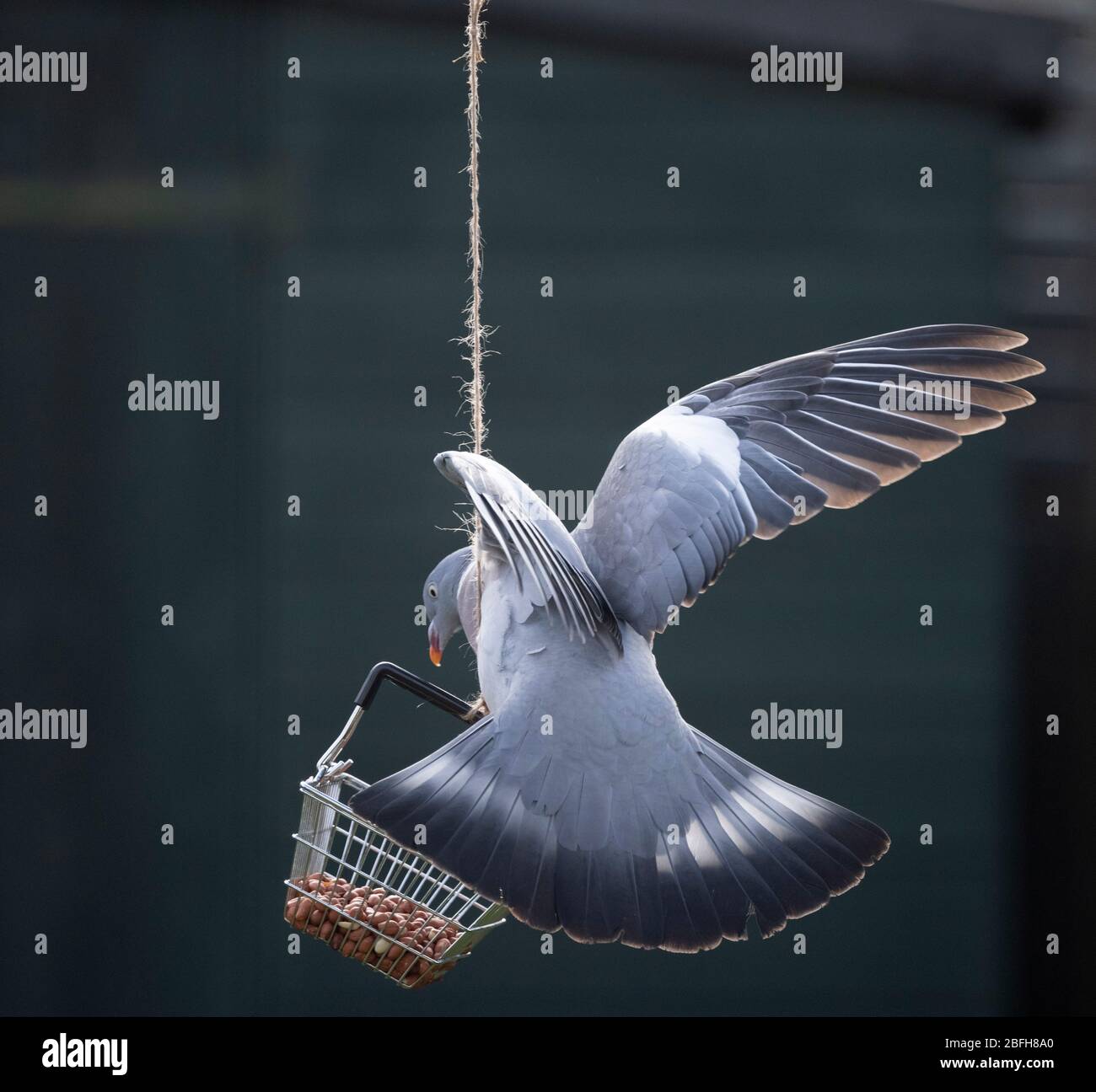 Woodpigeon flying tree hi-res stock photography and images - Alamy