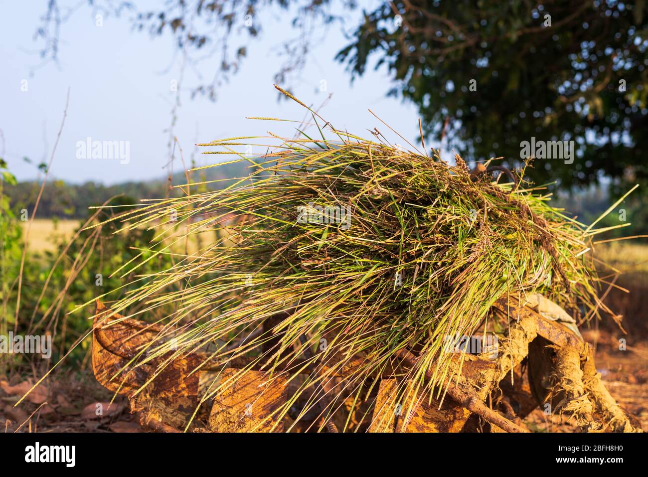 Indian Agricultural Scenery High Resolution Stock Photography and ...
