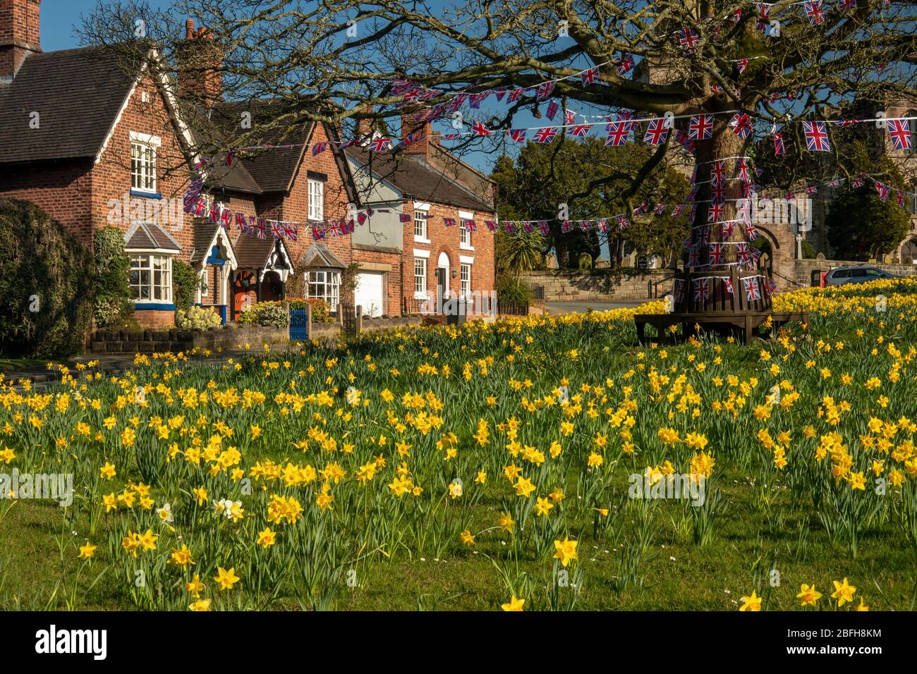 Astbury cheshire daffodils hi-res stock photography and images - Alamy