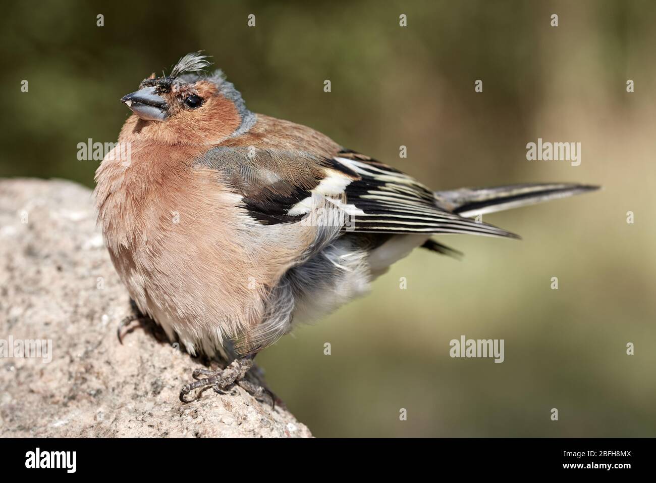 Chaffinch bird (Fringilla coelebs) with a head injury sits on a rock in ...