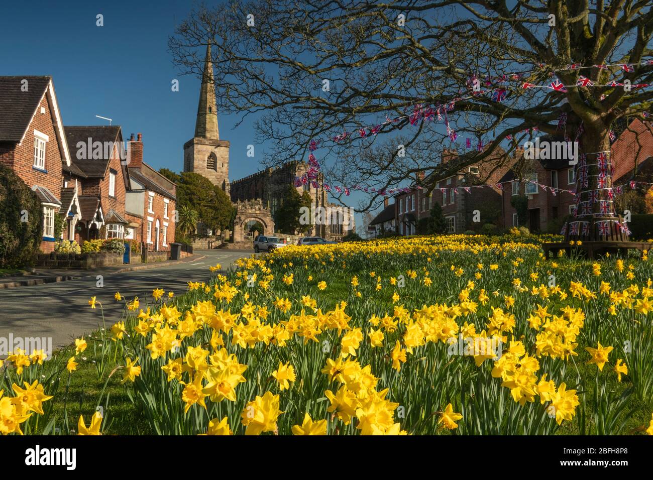 Uk daffodills spring beautiful british scene landscape hi-res stock ...