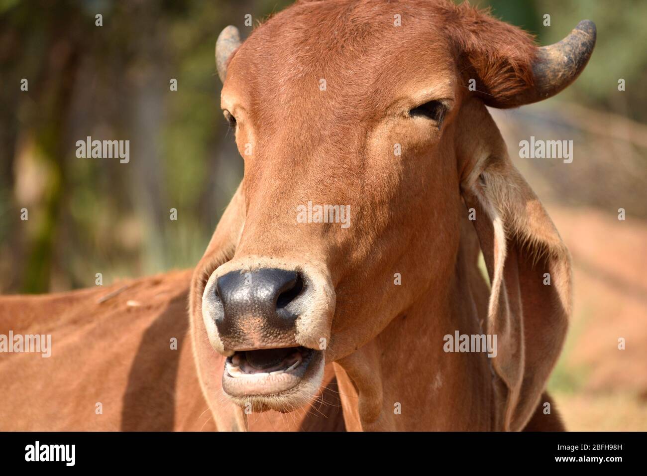 red color cow on out door Stock Photo - Alamy
