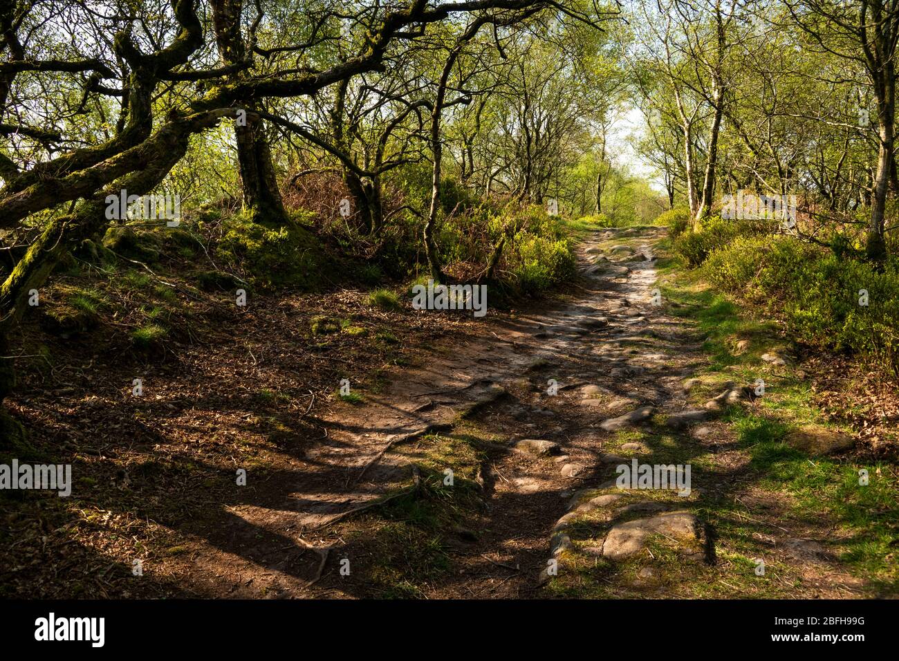 UK, England, Staffordshire, Gritstone Trail path forming Cheshire ...