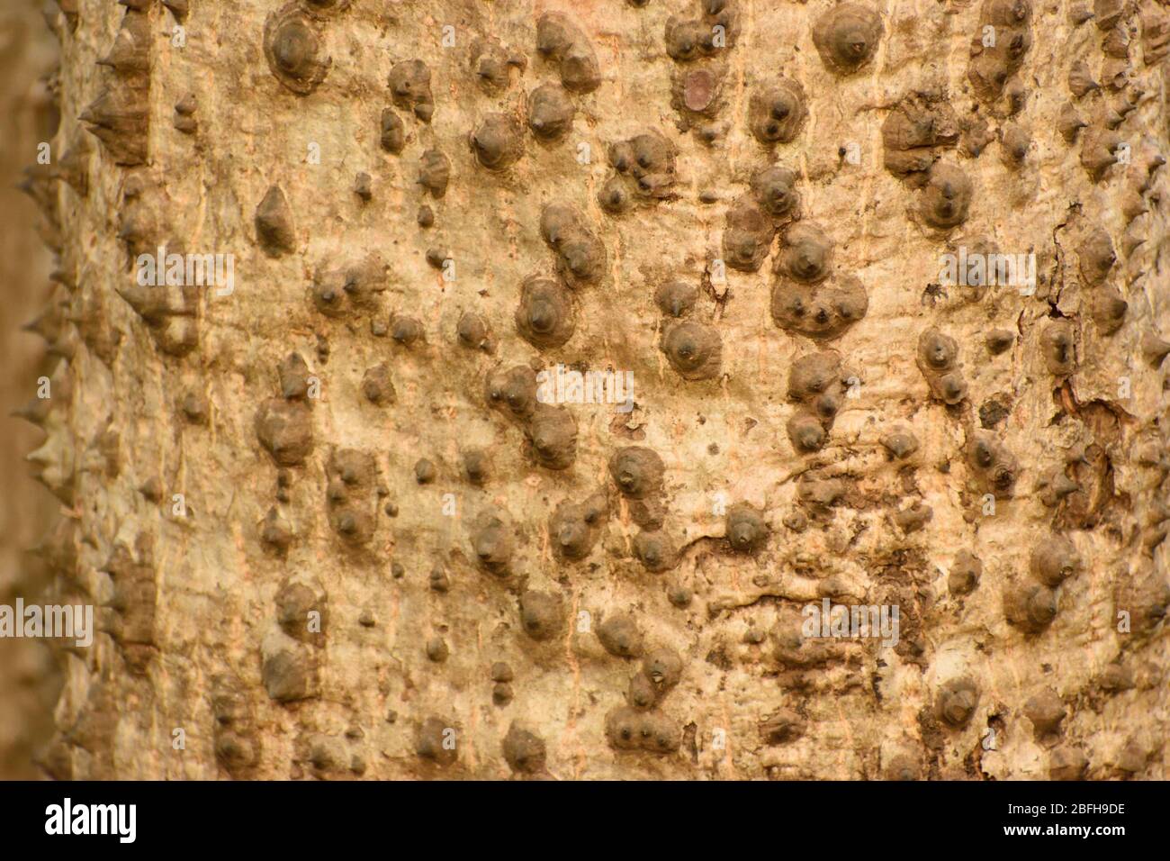 bombax tree trunk or thorn tree trunk Stock Photo - Alamy