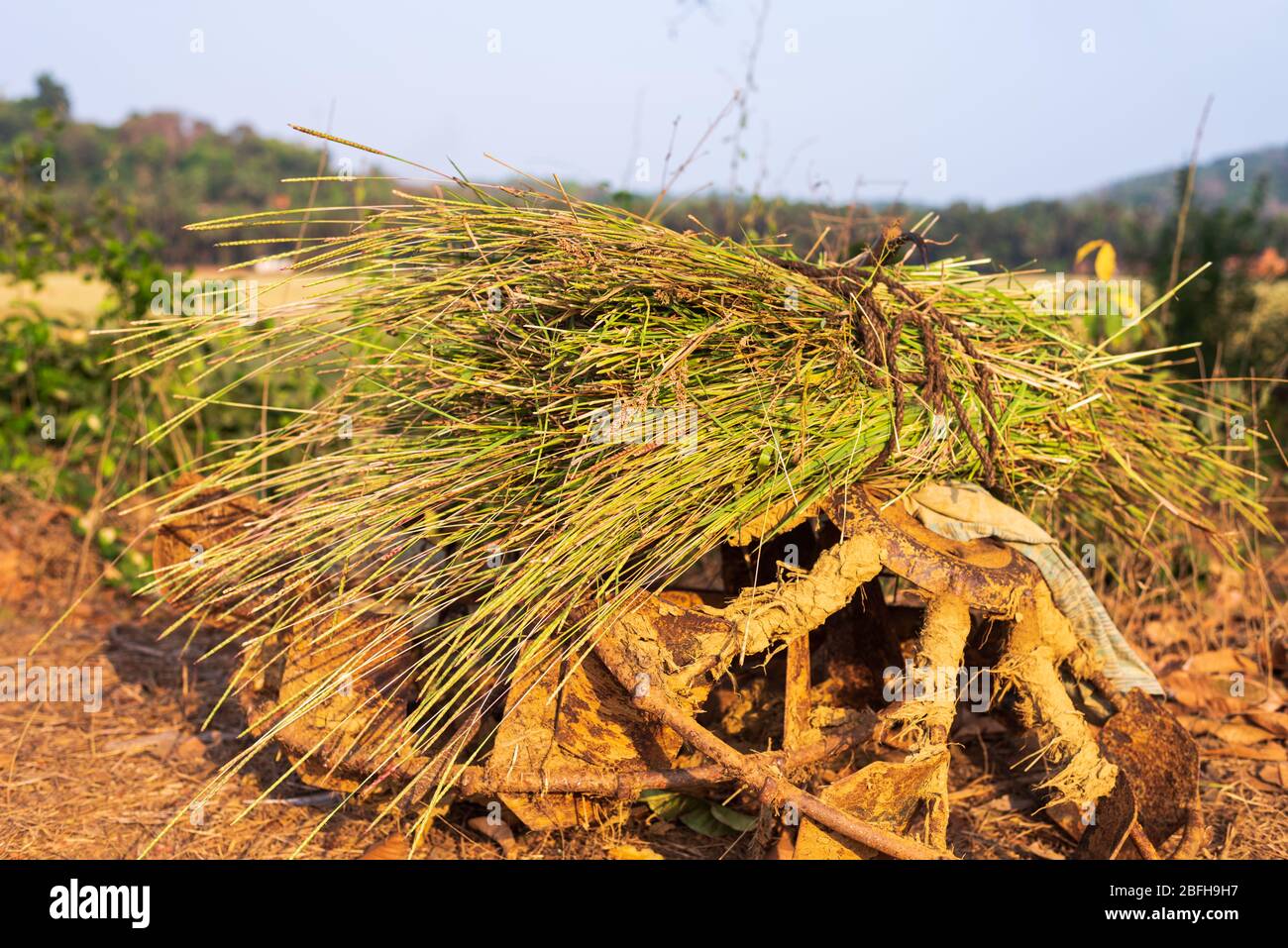 Agricultural haystack tied and placed to be used for cattle fodder ...