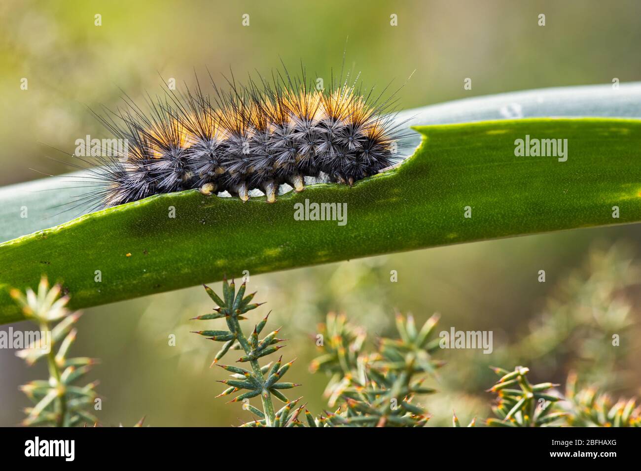 Silver spotted skipper caterpillar hi-res stock photography and images ...