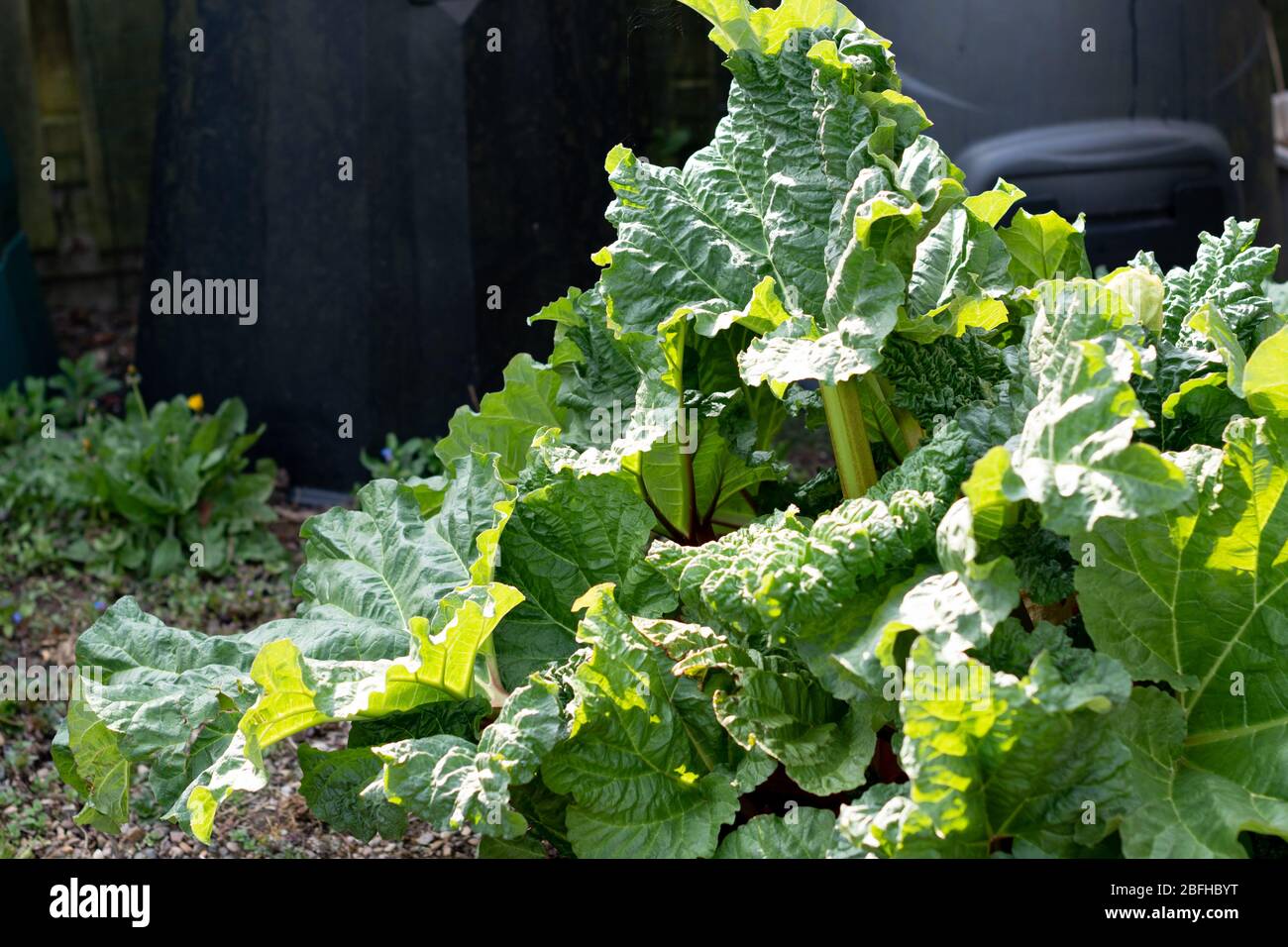 Home Grown Rhubarb - Champagne variety in the garden with a backdrop of ...