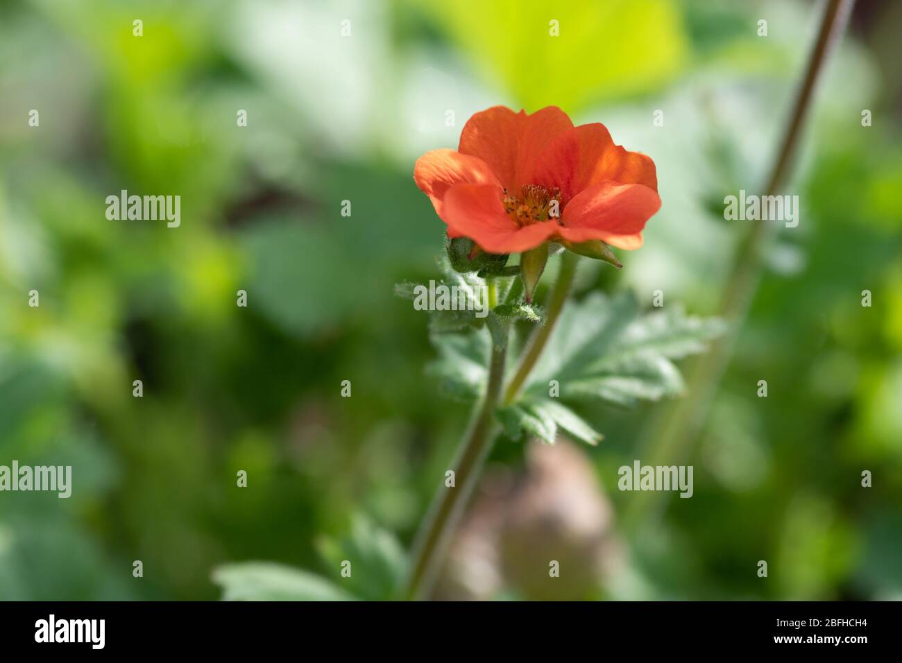 Geum leaves close up hi-res stock photography and images - Alamy
