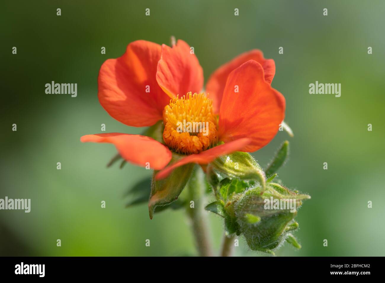 Orange geum plants hi-res stock photography and images - Alamy