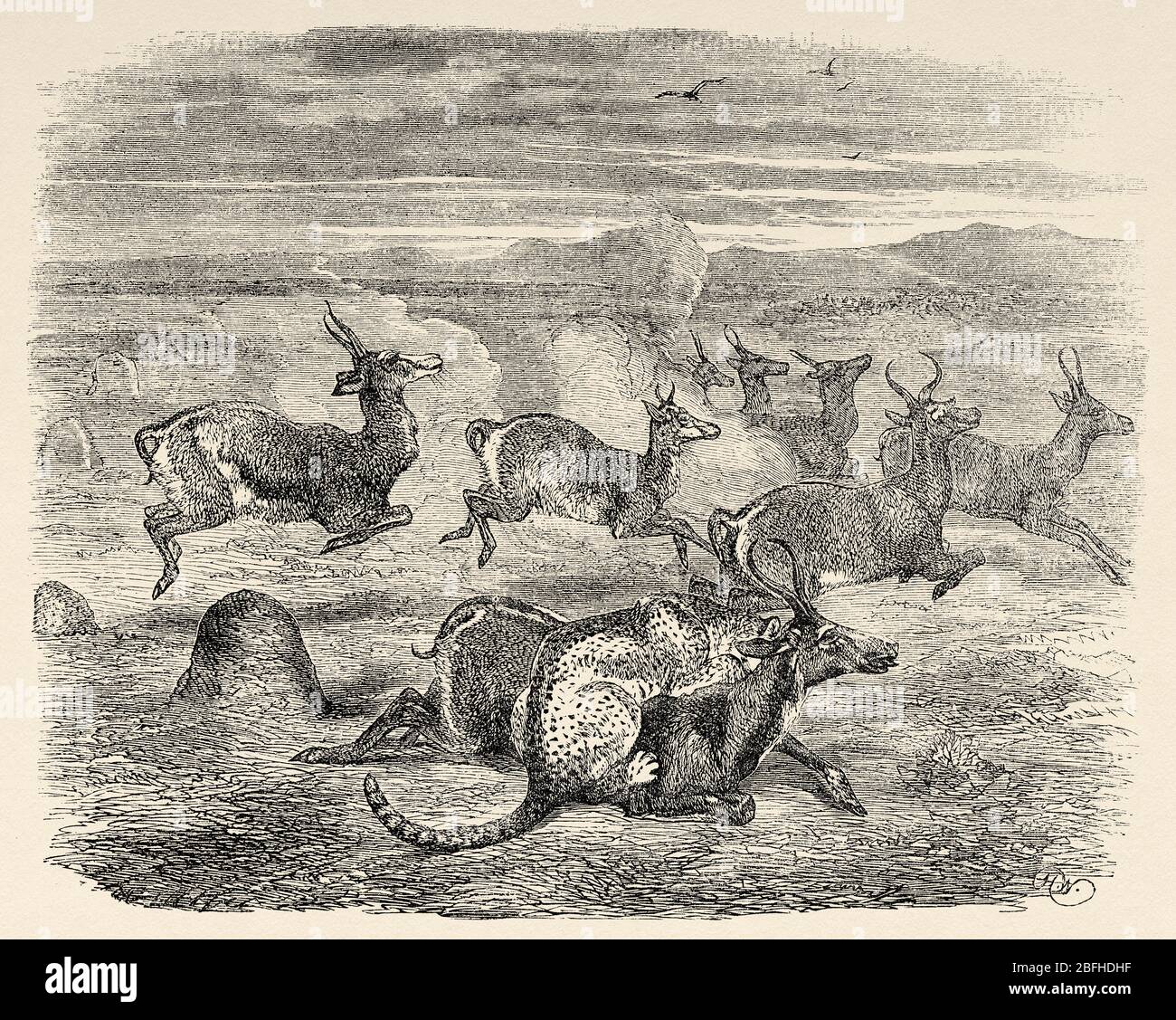 Indian illustration 1800s hunt hi-res stock photography and images - Alamy