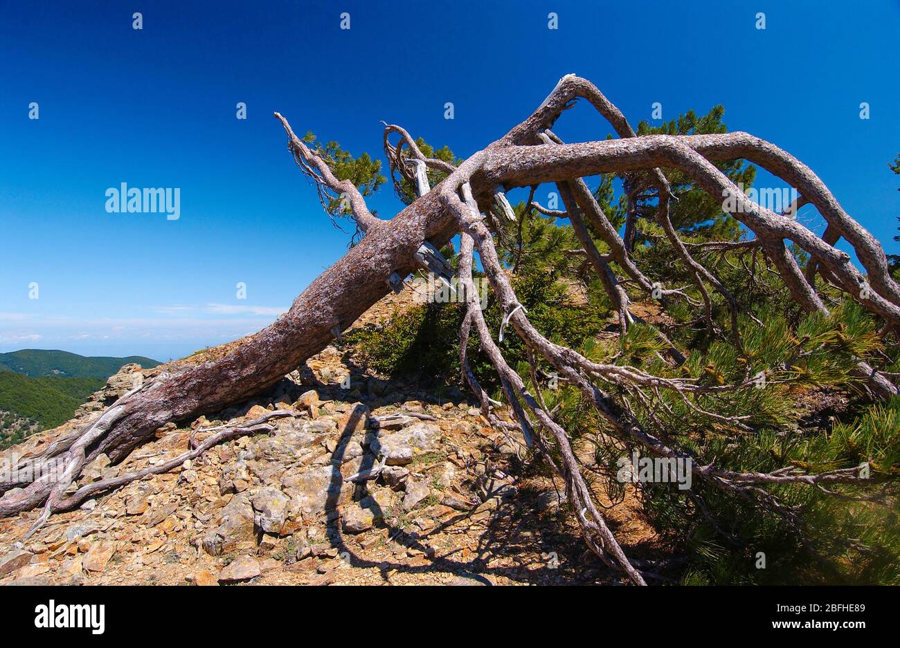 Parco nazionale dell’aspromonte hi-res stock photography and images - Alamy