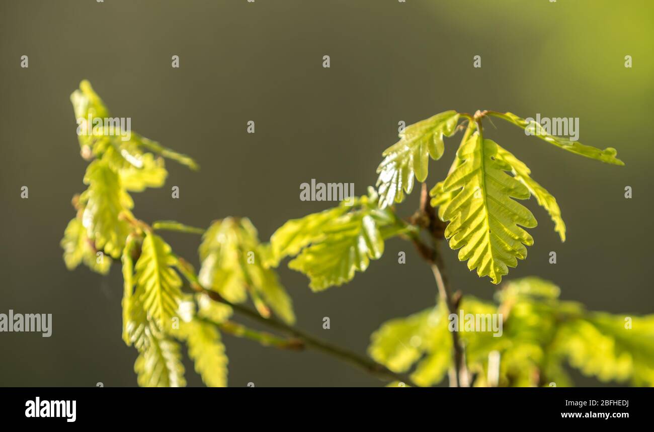 Hungarian oak tree hi-res stock photography and images - Alamy
