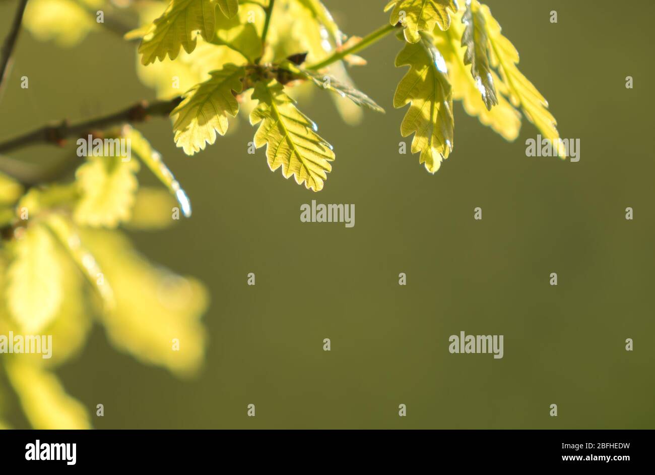 Hungarian oak tree hi-res stock photography and images - Alamy