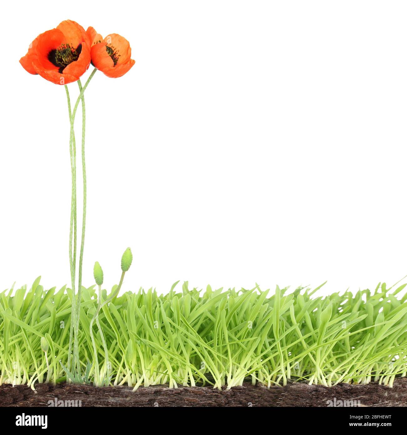 Poppy flowers on grass isolated on white Stock Photo - Alamy