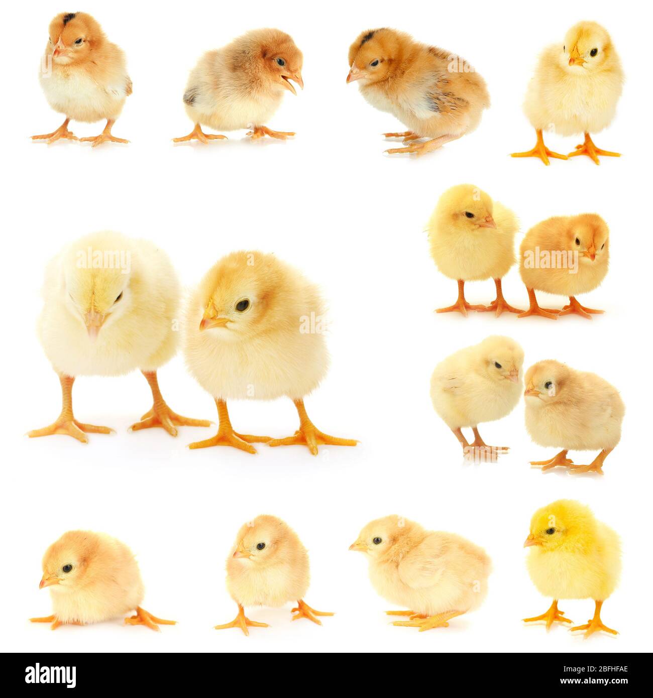 Collage of beautiful little chickens Stock Photo - Alamy