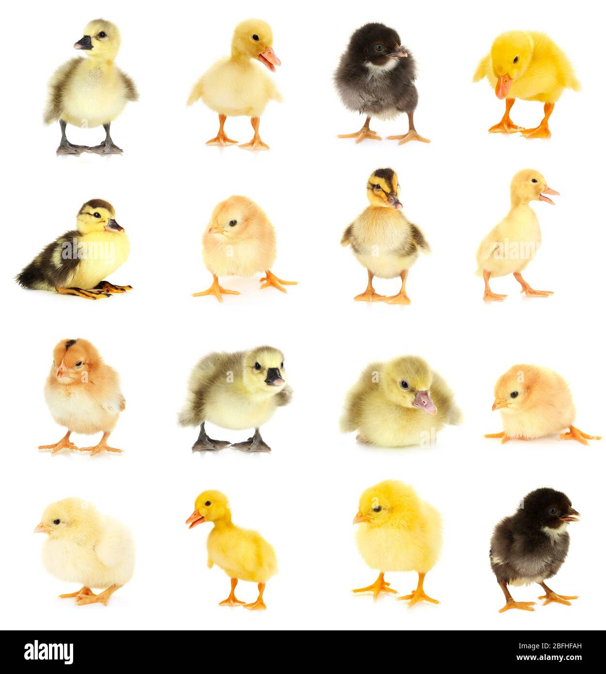 Collage duck hi-res stock photography and images - Alamy