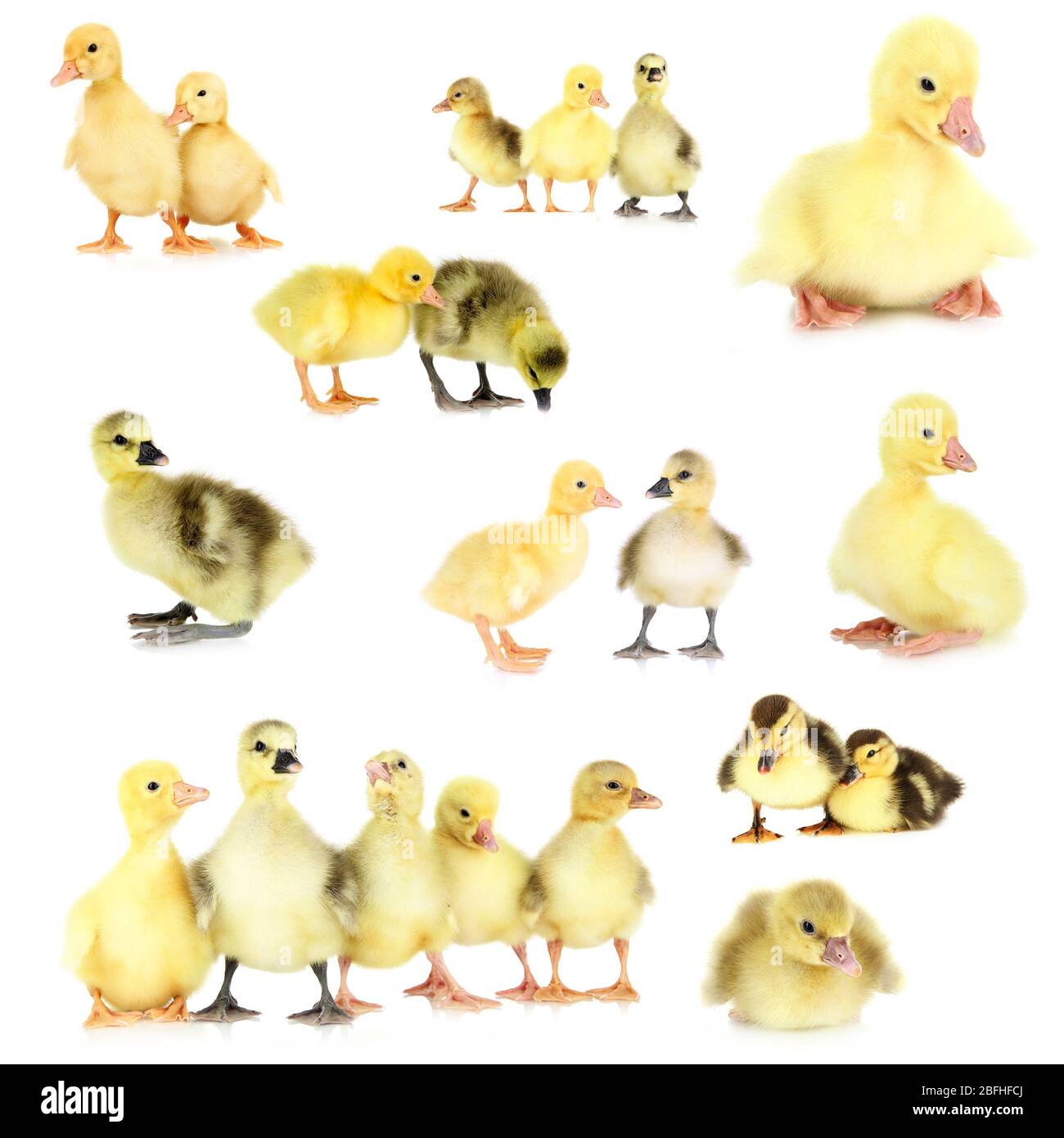 Collage Duckling High Resolution Stock Photography and Images - Alamy