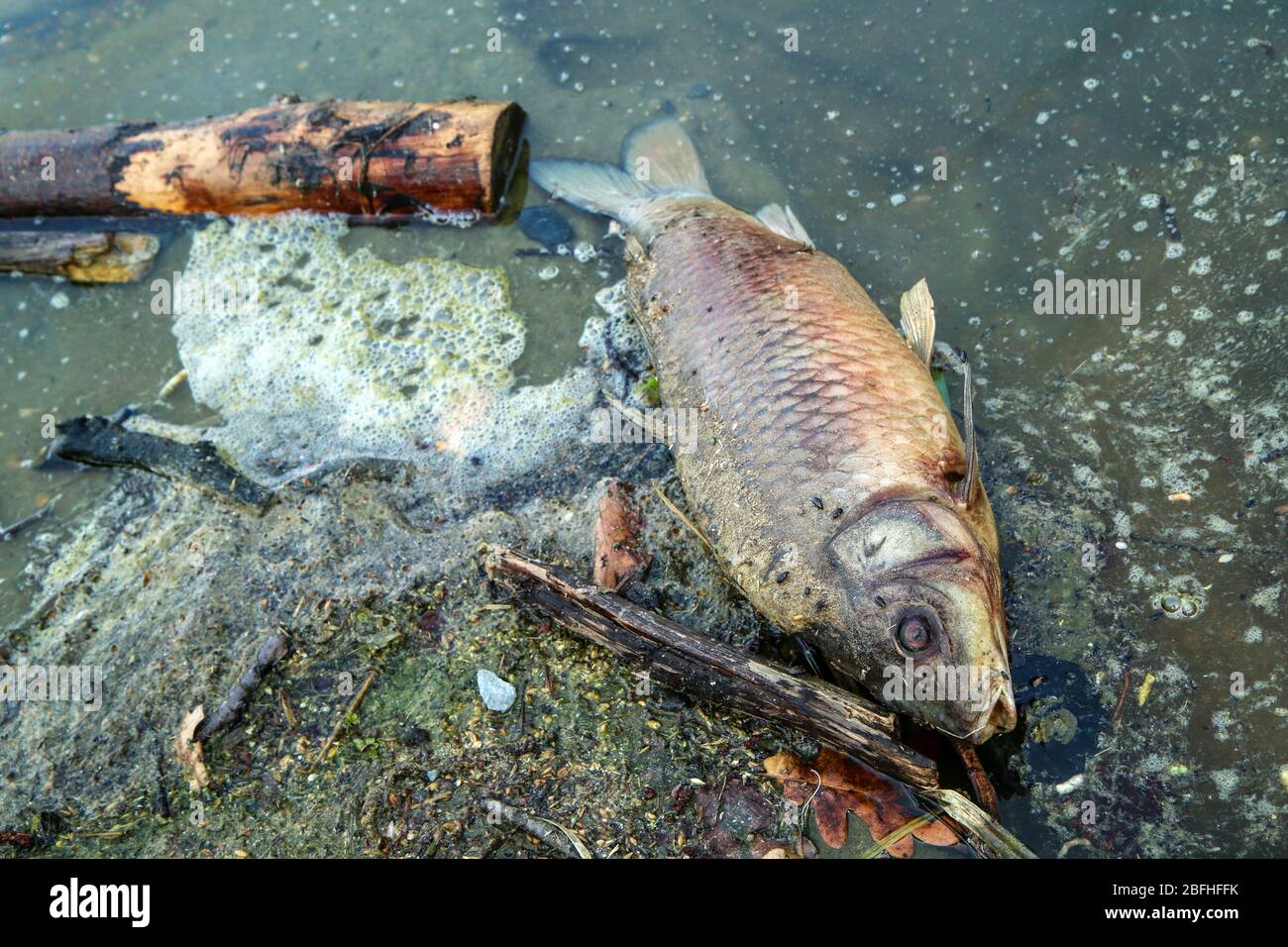 The dead fish in the pond lying with a waste and mess. Ugly symbol for ...