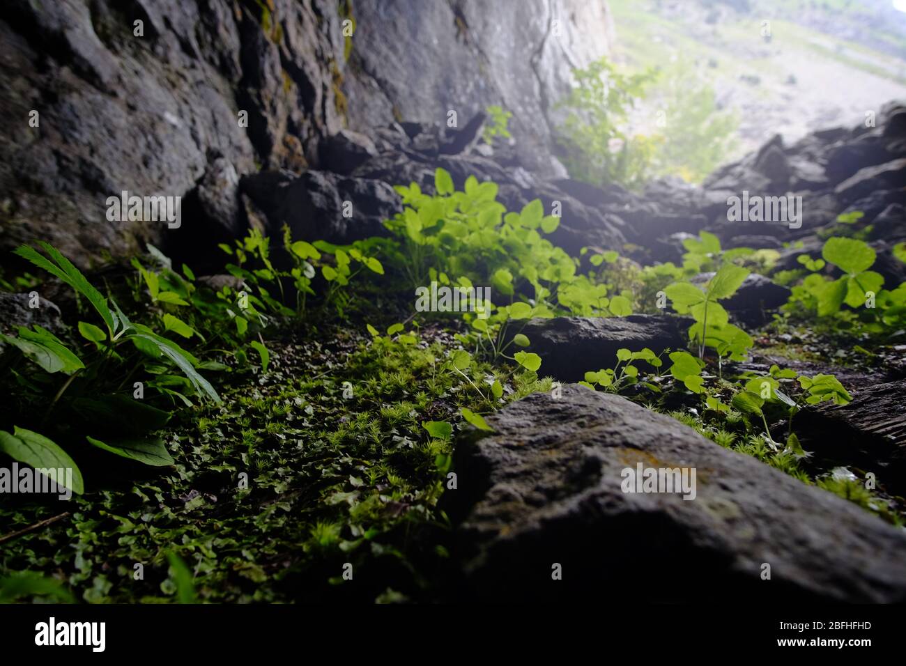 Lights on the Grass in underground natural cave Stock Photo - Alamy