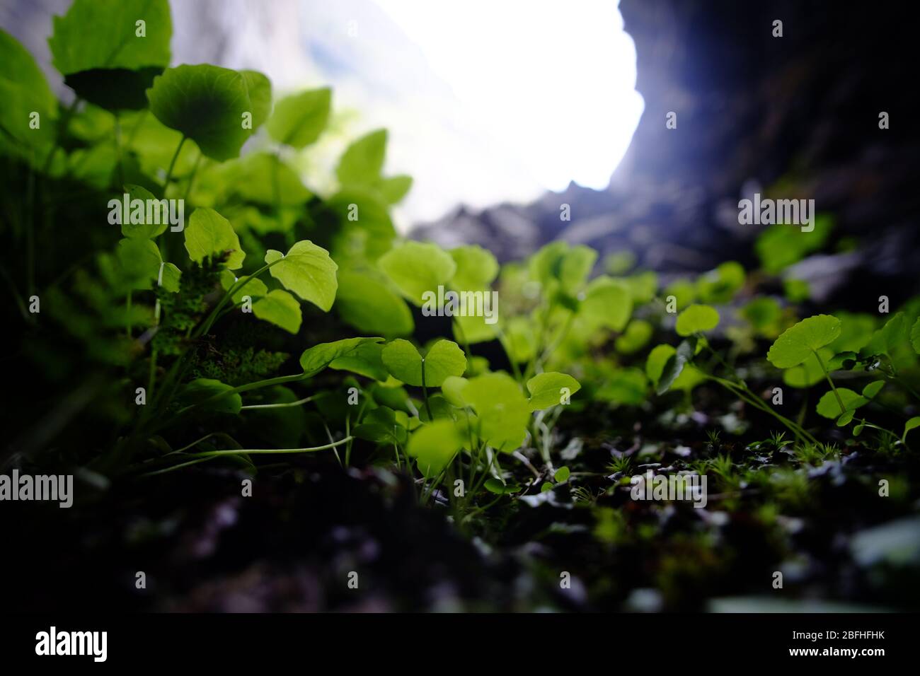 Lights on the Grass in underground natural cave Stock Photo - Alamy
