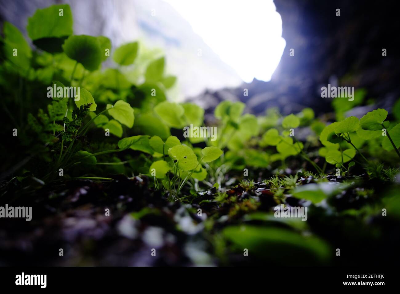 Lights on the Grass in underground natural cave Stock Photo - Alamy