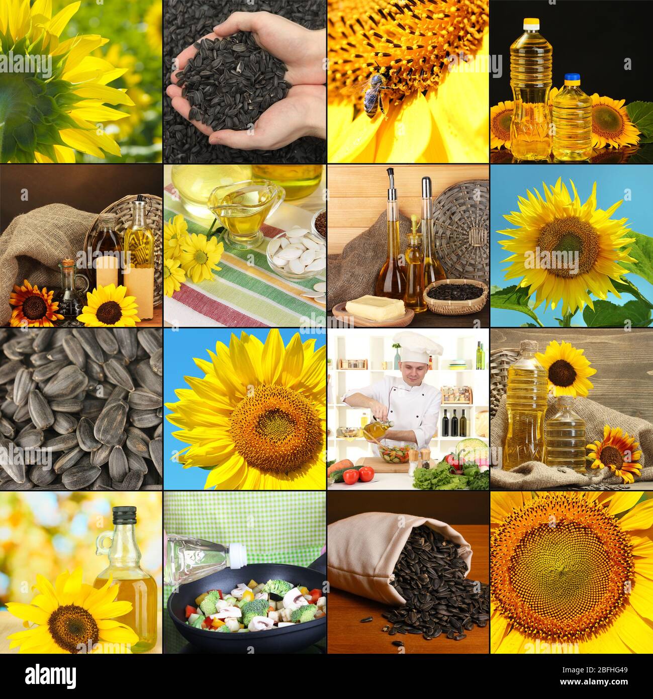 Collage with sunflower flowers, different seeds and oil Stock Photo - Alamy