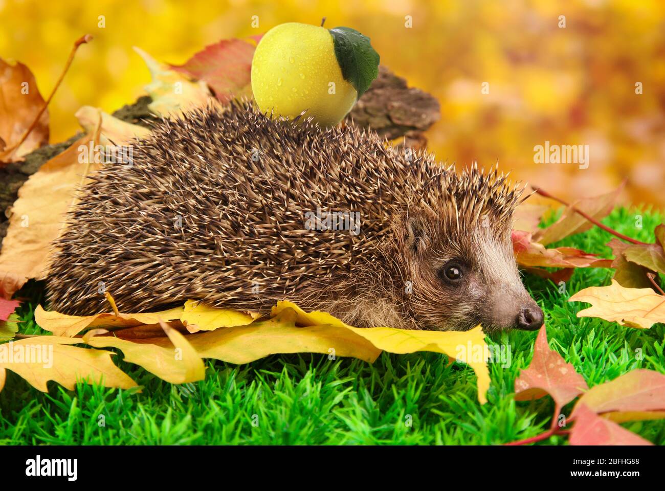 Hedgehog with apple on back on forest background Stock Photo - Alamy