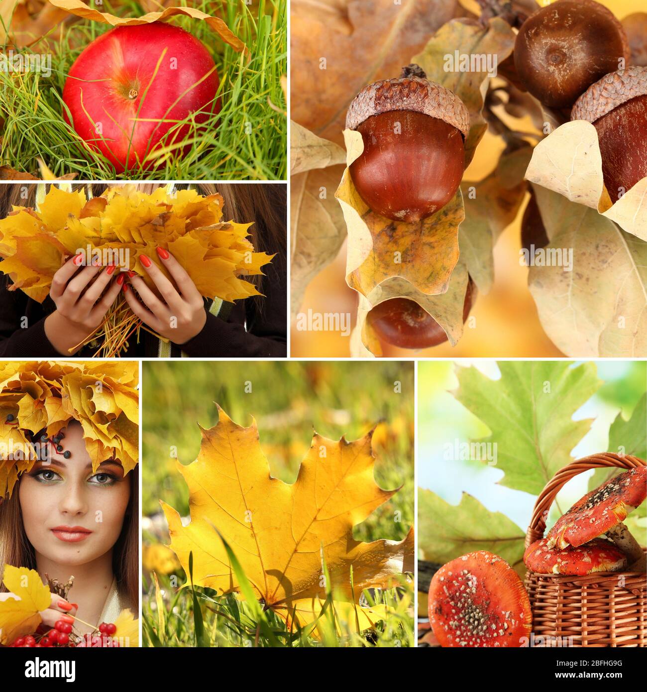 Autumn nature collage Stock Photo - Alamy