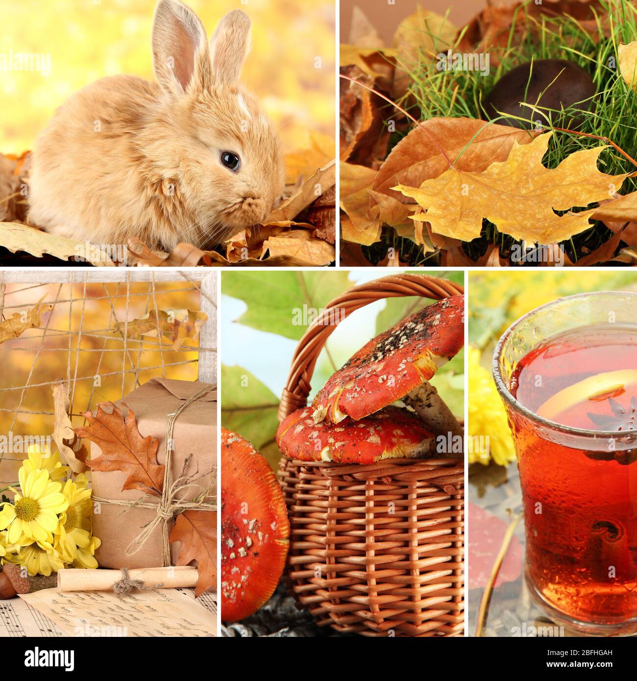 Collage of yellow autumn Stock Photo - Alamy