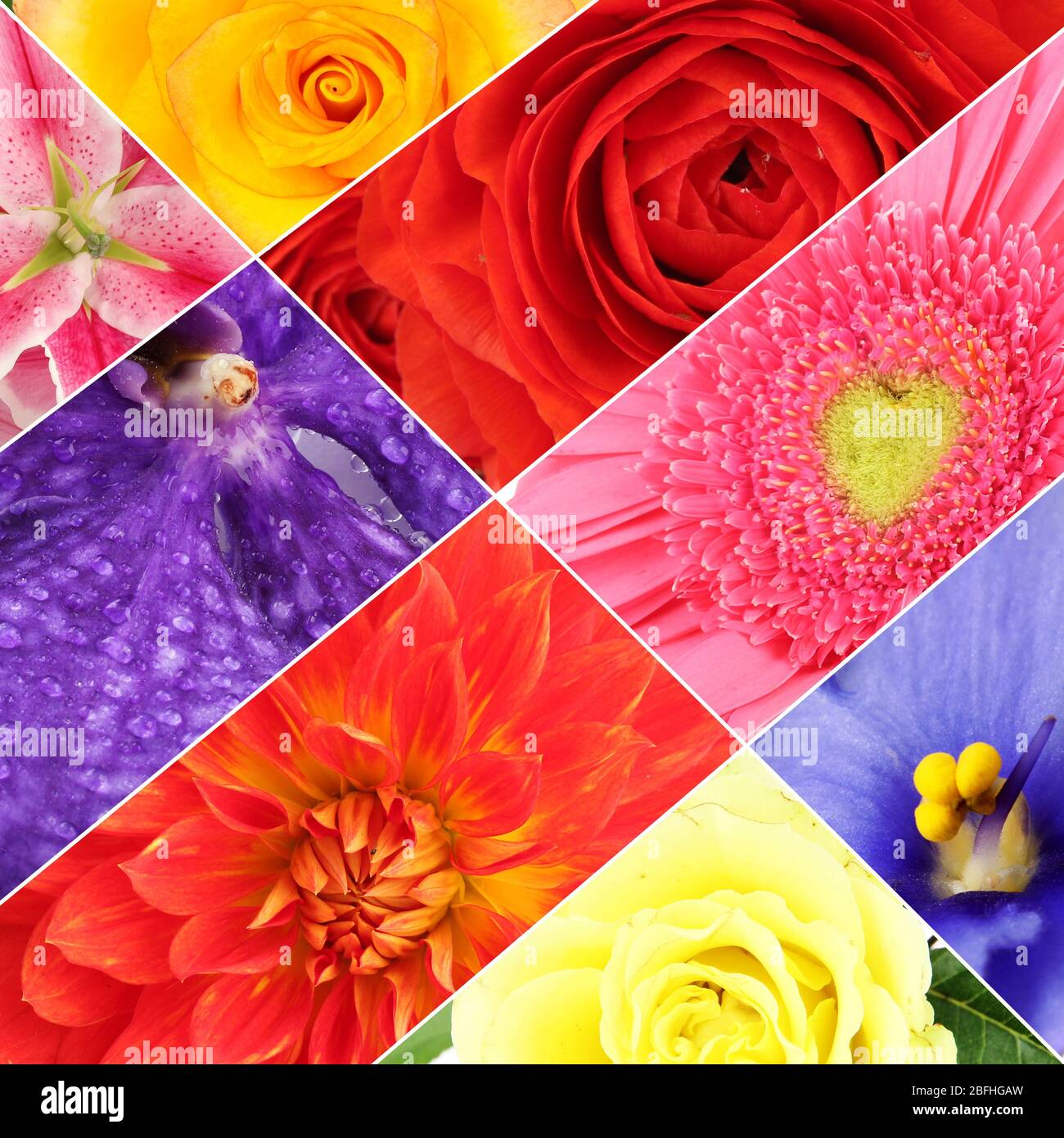 Saintpaulia gift hi-res stock photography and images - Alamy